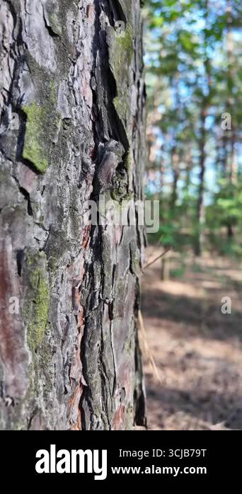 tree bark close up. slow motion 4k video. pine bark. old tree. wood ...