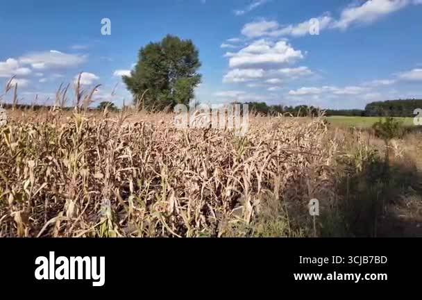 corn field. dry corn in the field. ukrainian landscape. ukraine. yellow ...