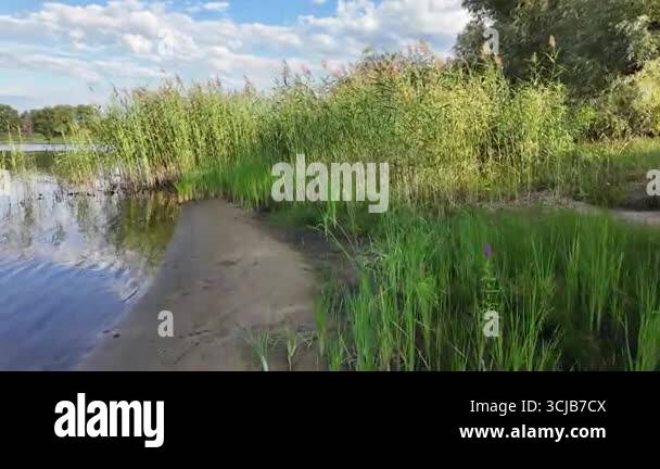 Scrpus. green reeds on the river bank. sand and reeds. Idyllic scene ...