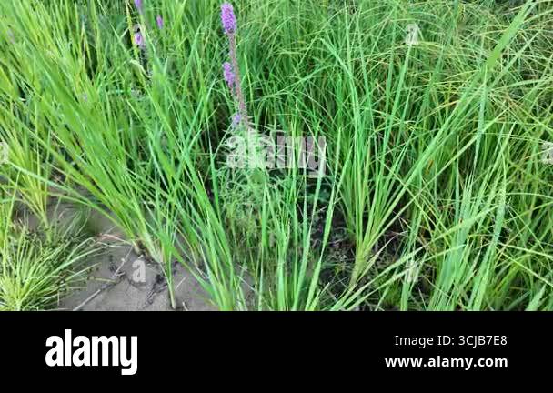 Scrpus. green reeds on the river bank. sand and reeds. Idyllic scene ...