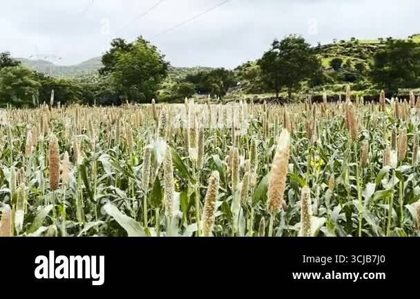 Agriculture Pearl millets crop in farmer field Stock Video Footage - Alamy