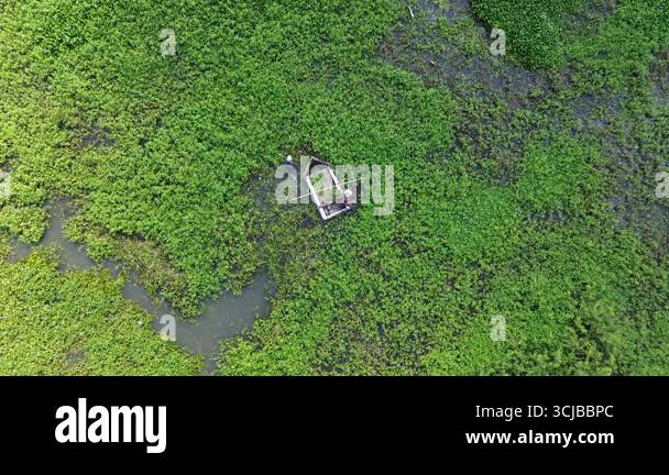 Drone photo of two people gathering grass in a shallow lake, with a ...
