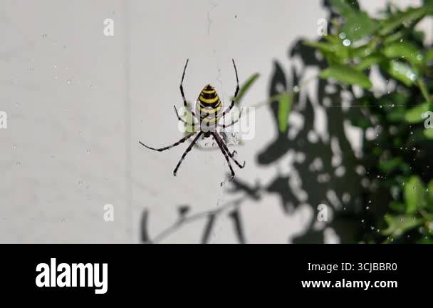 spider wasp. wasp spider in its web Stock Video Footage - Alamy