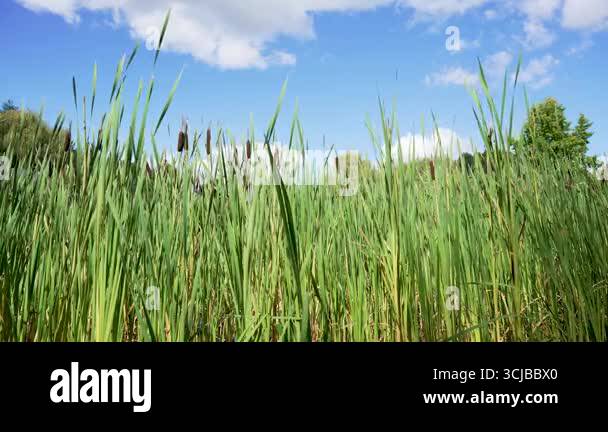 Reeds and Sky. Tall reeds Typha rise toward a bright blue sky. White ...