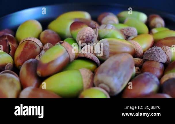 Static shot footage of acorns inside a black plate rotating against a ...