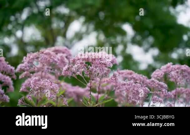 Pink Hempstead in Focus. Clusters of pink hempstead flowers shine ...