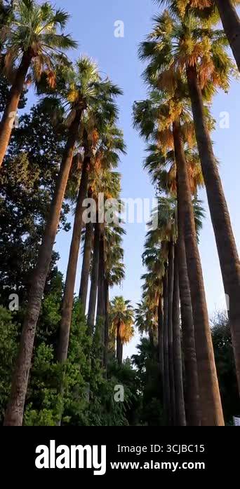 Push forward slow motion camera movement between two rows of tall palm ...