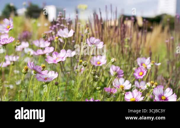 Delicate pink cosmos Cosmos bipinnatus bloom in the summer sun ...
