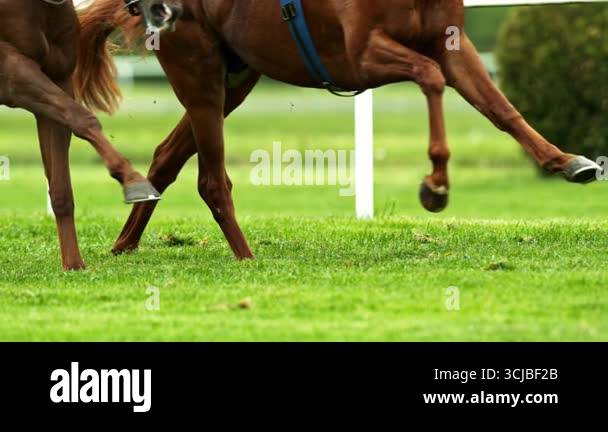 Super Slow Motion Shot of Running Horses at 1000fps. Shooted with High ...