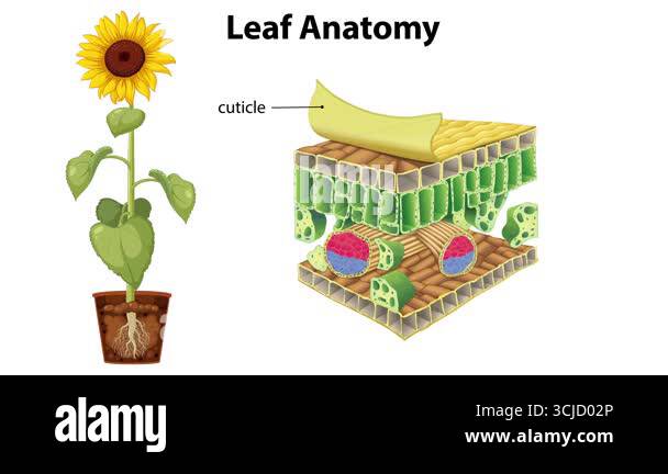 Detailed illustration of leaf anatomy and structure Stock Video Footage ...