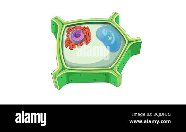 Animation illustrating plant cell anatomy with a focus on ribosomes ...