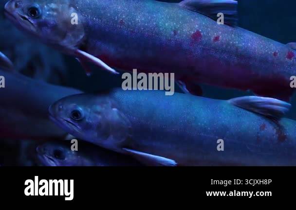 Group of fish moving in underwater environment Stock Video Footage - Alamy