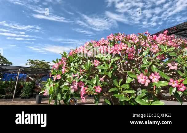 Pink flowers sway gently in the breeze Stock Video Footage - Alamy