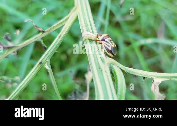 Macro Close Up Video of Perillus Bioculatus Two Spotted Stink Bug ...