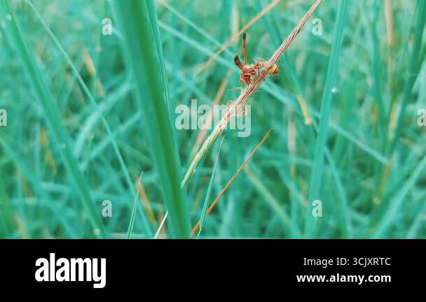 Closeup Video of Reddish Brown Wasp Resting on Grass Stem in Natural ...