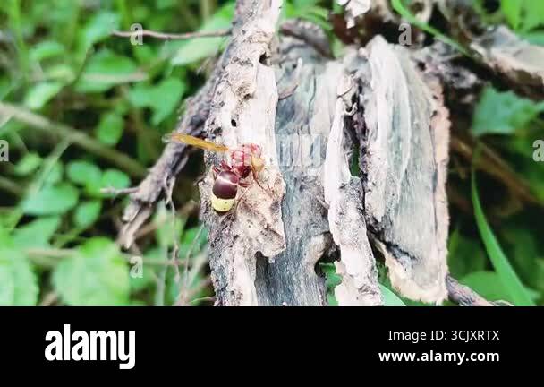 Closeup Video of Reddish Brown Wasp with Yellow Black Banded Abdomen on ...