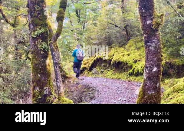Two hikers traverse a moss-covered forest trail in Glenorchy, New ...