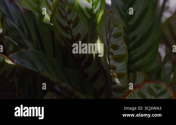 Calathea Sanderiana ornata, pin-stripe or pinstripe calathea plant ...