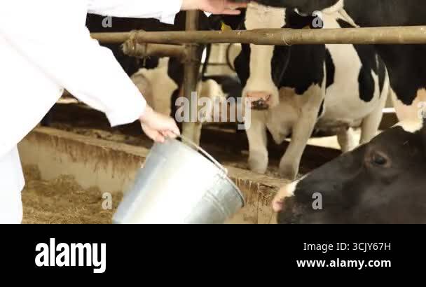 Farmer with bucket feeding cute cows inside cowshed in dairy farm ...