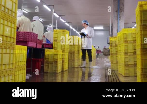 Male production line supervisor carefully inspects sardine raw ...