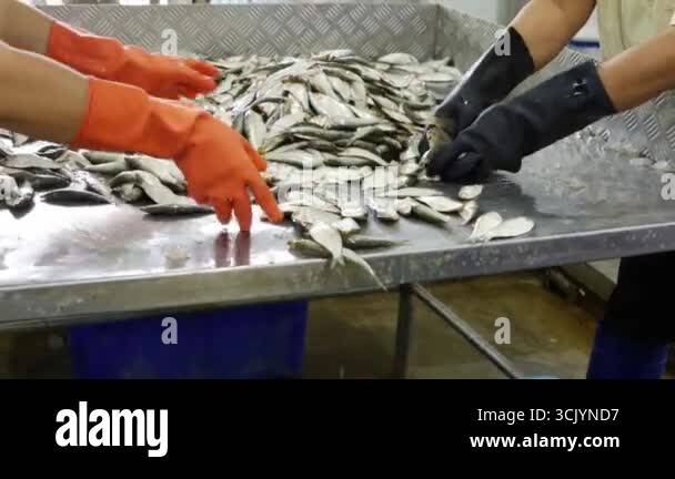 Production process of canned fish factory : Two female workers wearing ...