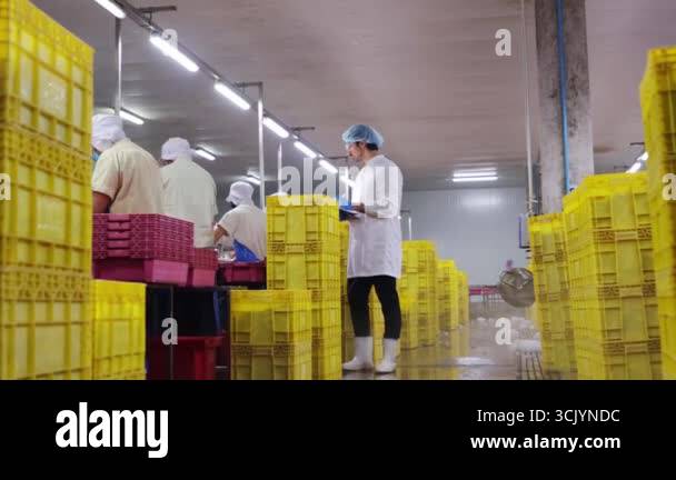 Male production line supervisor carefully inspects sardine raw ...