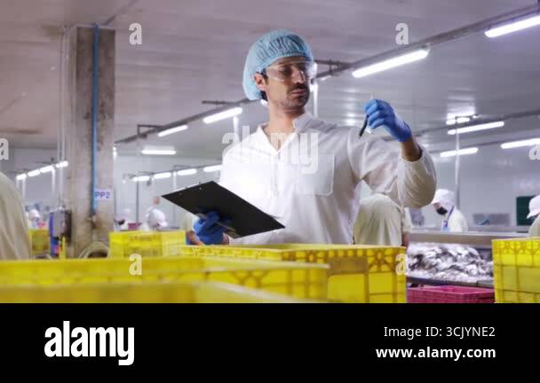Male production line supervisor carefully inspects sardine raw ...