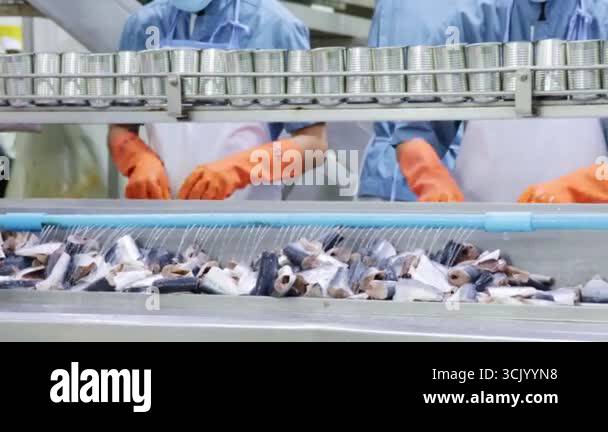Workers in uniforms and gloves sort sardines fresh mackerel that have ...