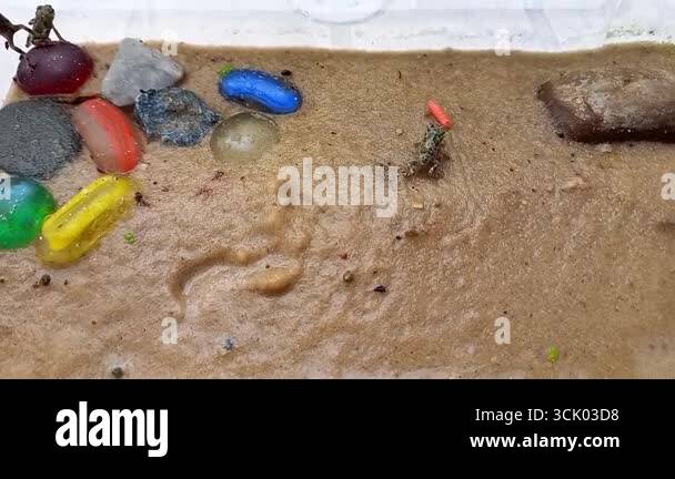 Small frog hunting maggots. Live food for predatory frogs. Small ...
