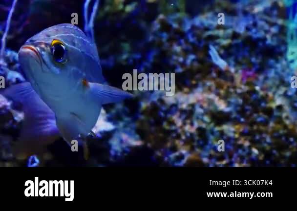 blue fish with red coral Stock Video Footage - Alamy