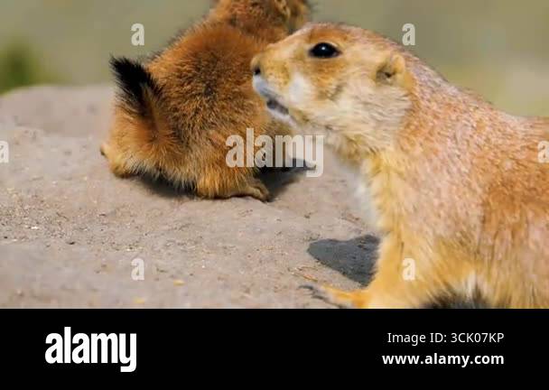 two red squirrel with a yellow tail Stock Video Footage - Alamy