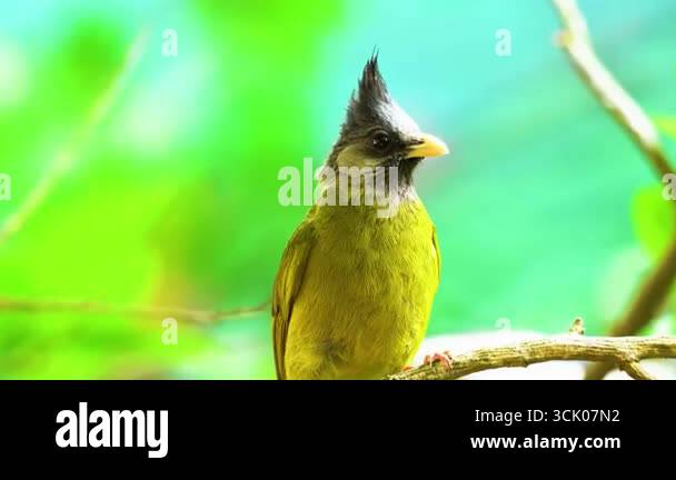 close up of a bird in the forest Stock Video Footage - Alamy