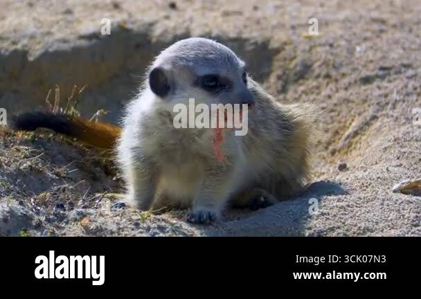 Portrait adorable meerkat suricate Stock Videos & Footage - HD and 4K ...
