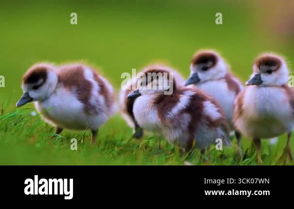 cute little ducks on green grass Stock Video Footage - Alamy
