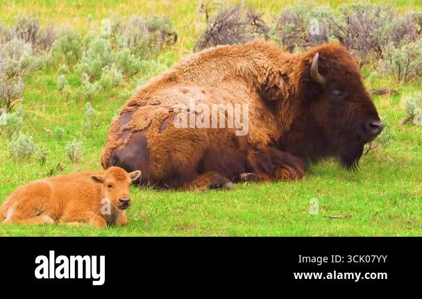 Wyoming yellowstone bison Stock Videos & Footage - HD and 4K Video ...