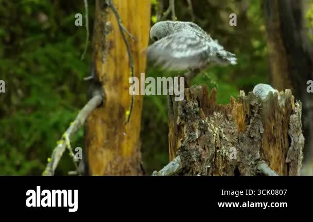 close up of a gray lizard Stock Video Footage - Alamy