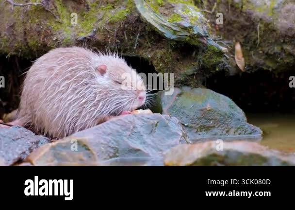 the little otter is a small mammal Stock Video Footage - Alamy