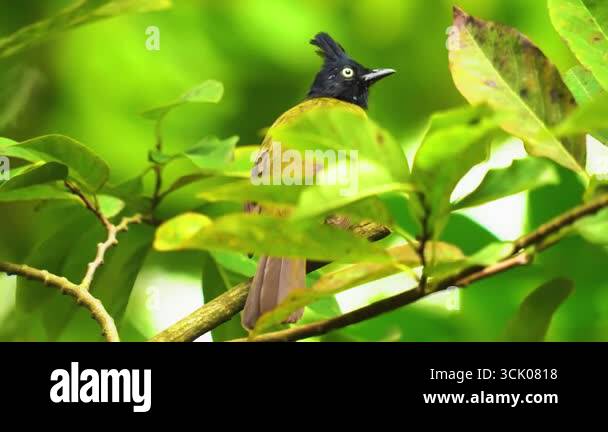 black and black bird Stock Video Footage - Alamy