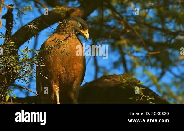 beautiful golden eagle on a tree Stock Video Footage - Alamy