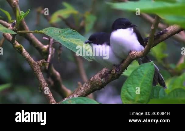 black bird in the forest Stock Video Footage - Alamy
