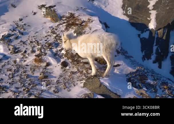 Winter goat Stock Videos & Footage - HD and 4K Video Clips - Alamy