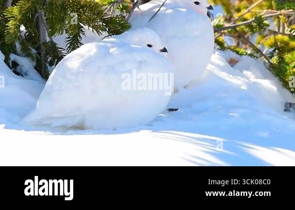 Snow white blue bird Stock Videos & Footage - HD and 4K Video Clips - Alamy