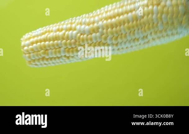 Closeup of Corn Cobs Falling Into Water With Air Bubbles Stock Video ...