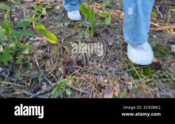 Close-up of female legs in white sneakers walking through the forest ...