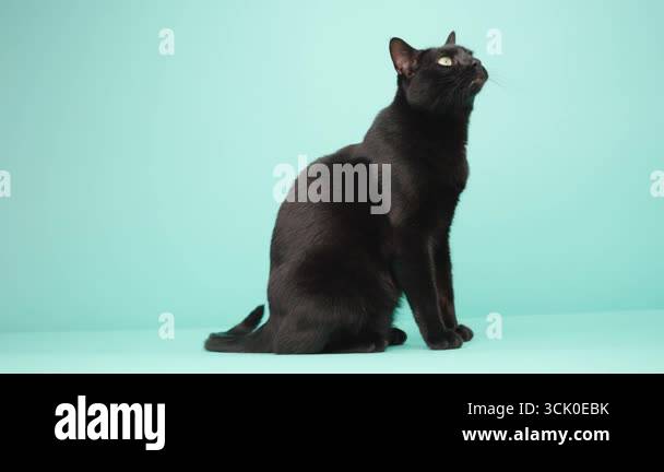 Black cat displaying playful expressions and changing positions against ...