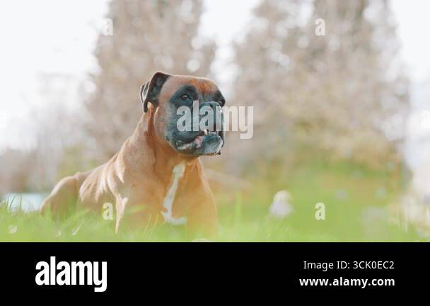 Boxer dog relaxing amid lush grass, gazing softly while basking in warm ...