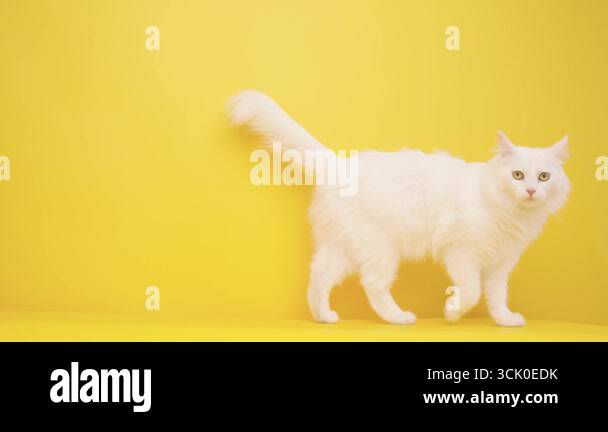 White turkish angora cat gracefully walking on a vibrant yellow ...