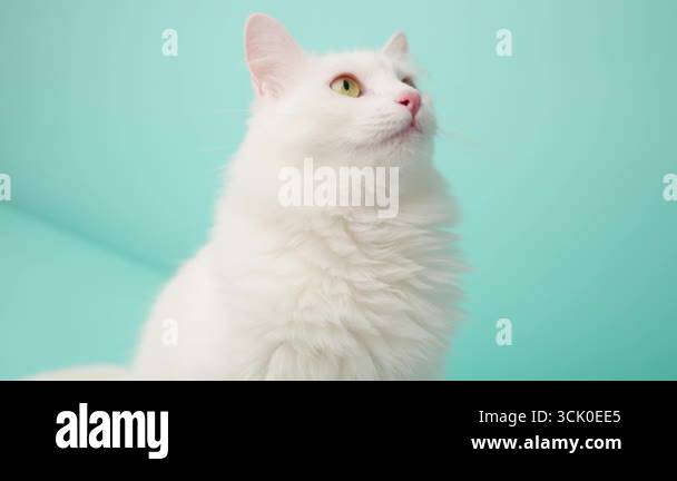 Beautiful white turkish angora cat slowly turning its head upwards ...