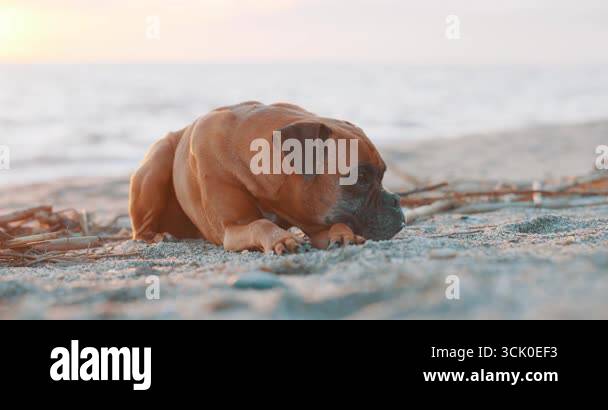 Golden sunlight bathing muscular brown boxer resting peacefully on ...