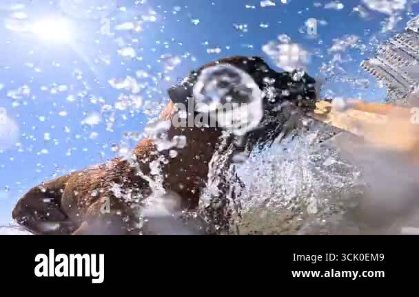 Boxer dog enjoying a sunny day at the beach, playfully fetching a stick ...